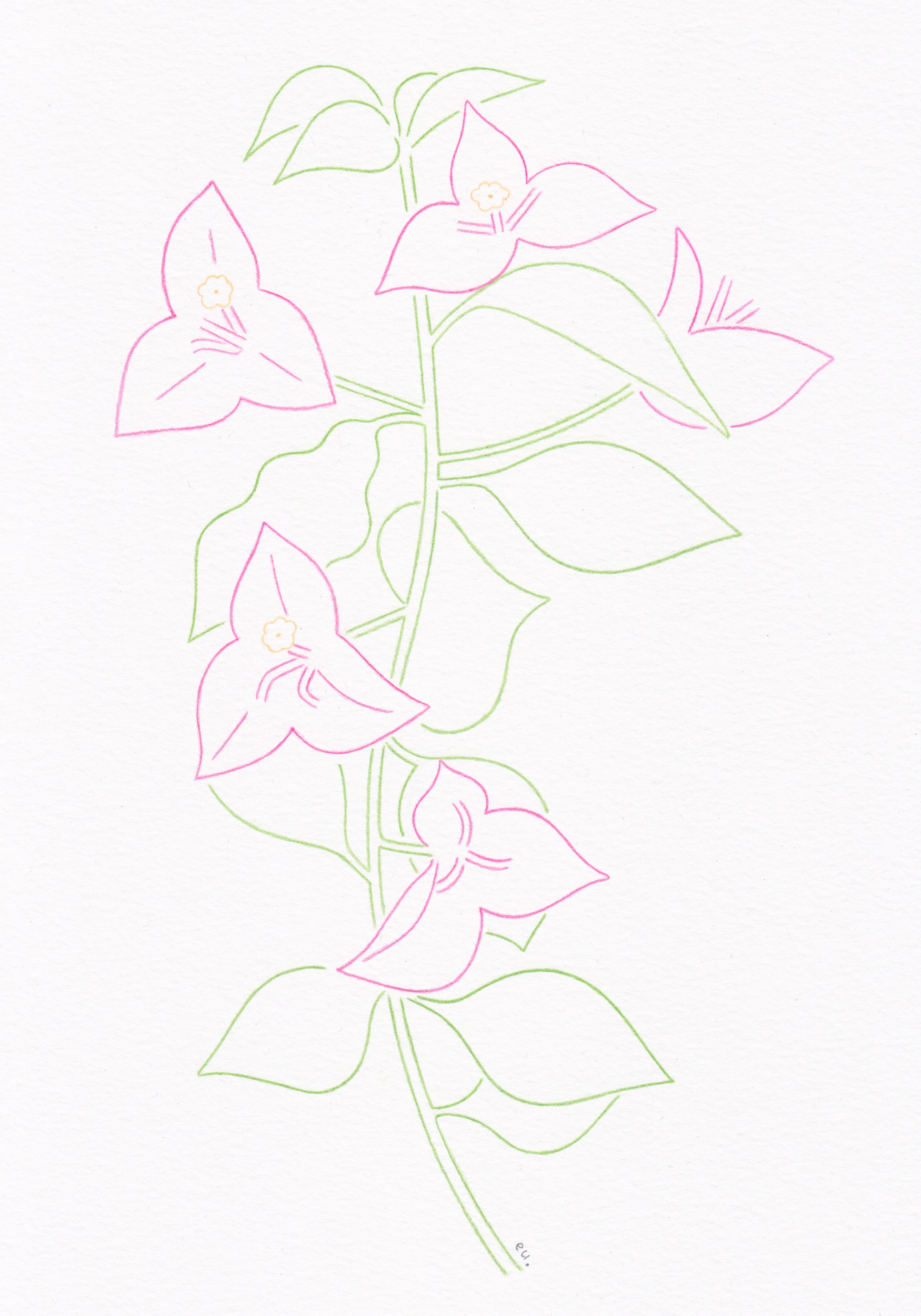 Bugambilia - Big Active